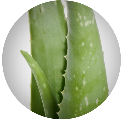 ALOE VERA - Aloe Barbadensis Leaf Juice* - Krása na míru