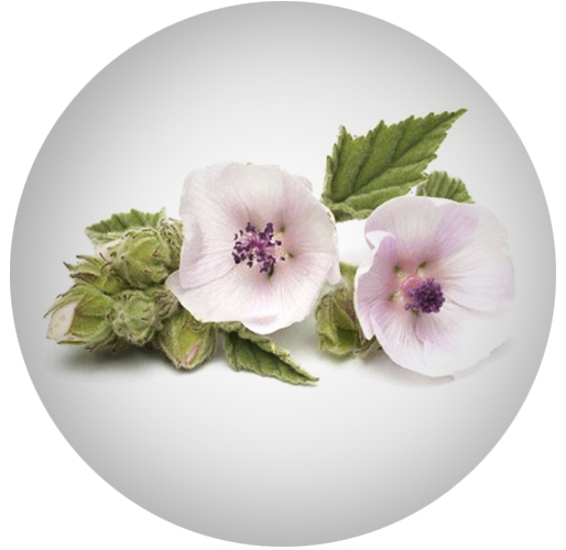 Extrakt z Ibišku - MARSHMALLOW / Althaea Officinalis Root Extract ...